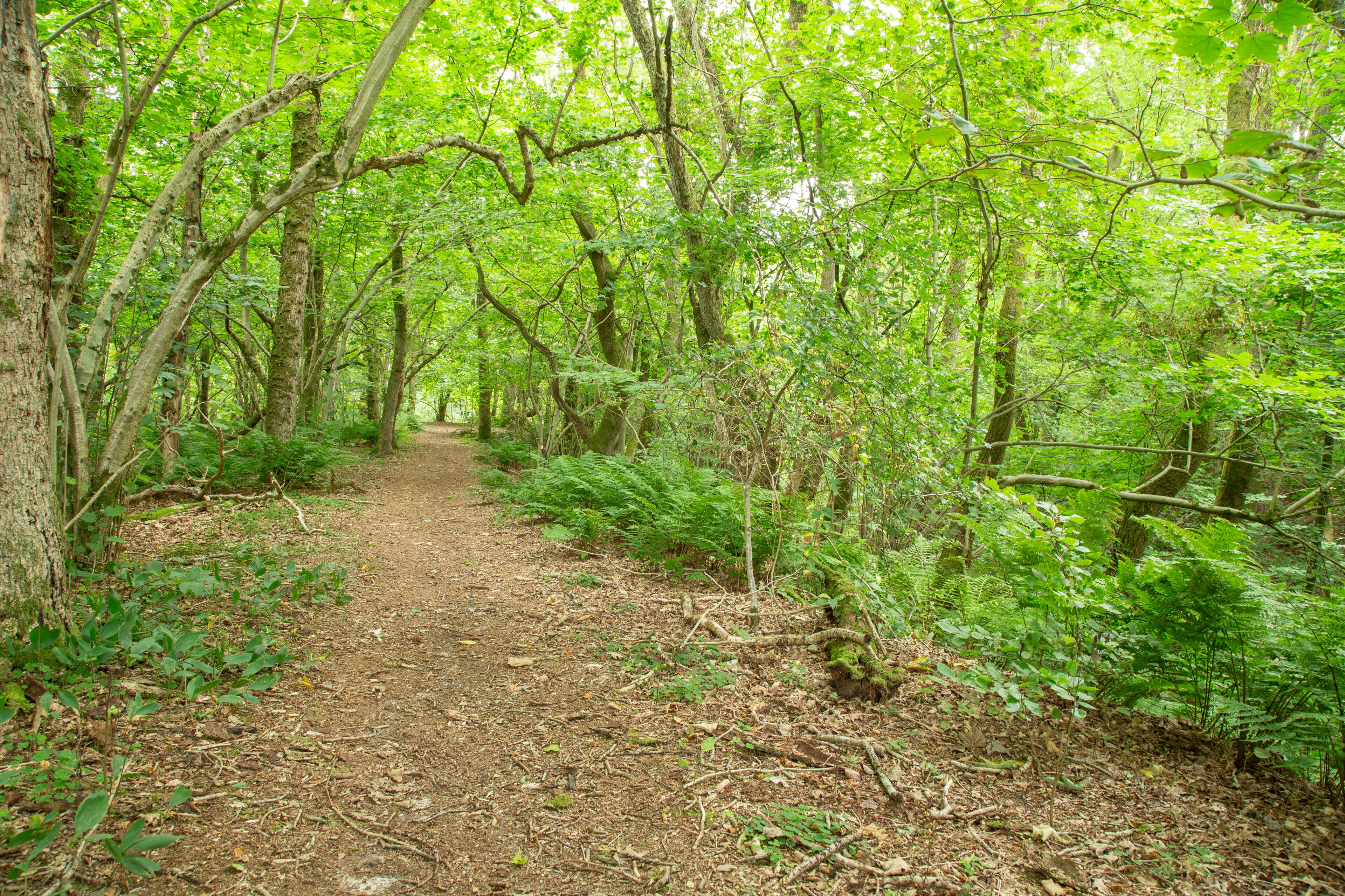Uma trilha na floresta, cercada por folhagem verde densa e árvores.