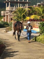 Uma pessoa conduzindo um cavalo por um caminho pavimentado, com uma estrutura de madeira e palmeiras ao fundo.