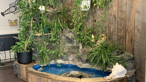 Quarto com parede de madeira, um lago com peixes e diversos vasos de plantas.