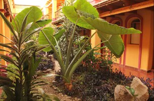 Um pátio com plantas verdes exuberantes e um caminho de pedra.