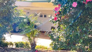 Zona residencial com um carro estacionado, uma pequena palmeira e arbustos floridos.