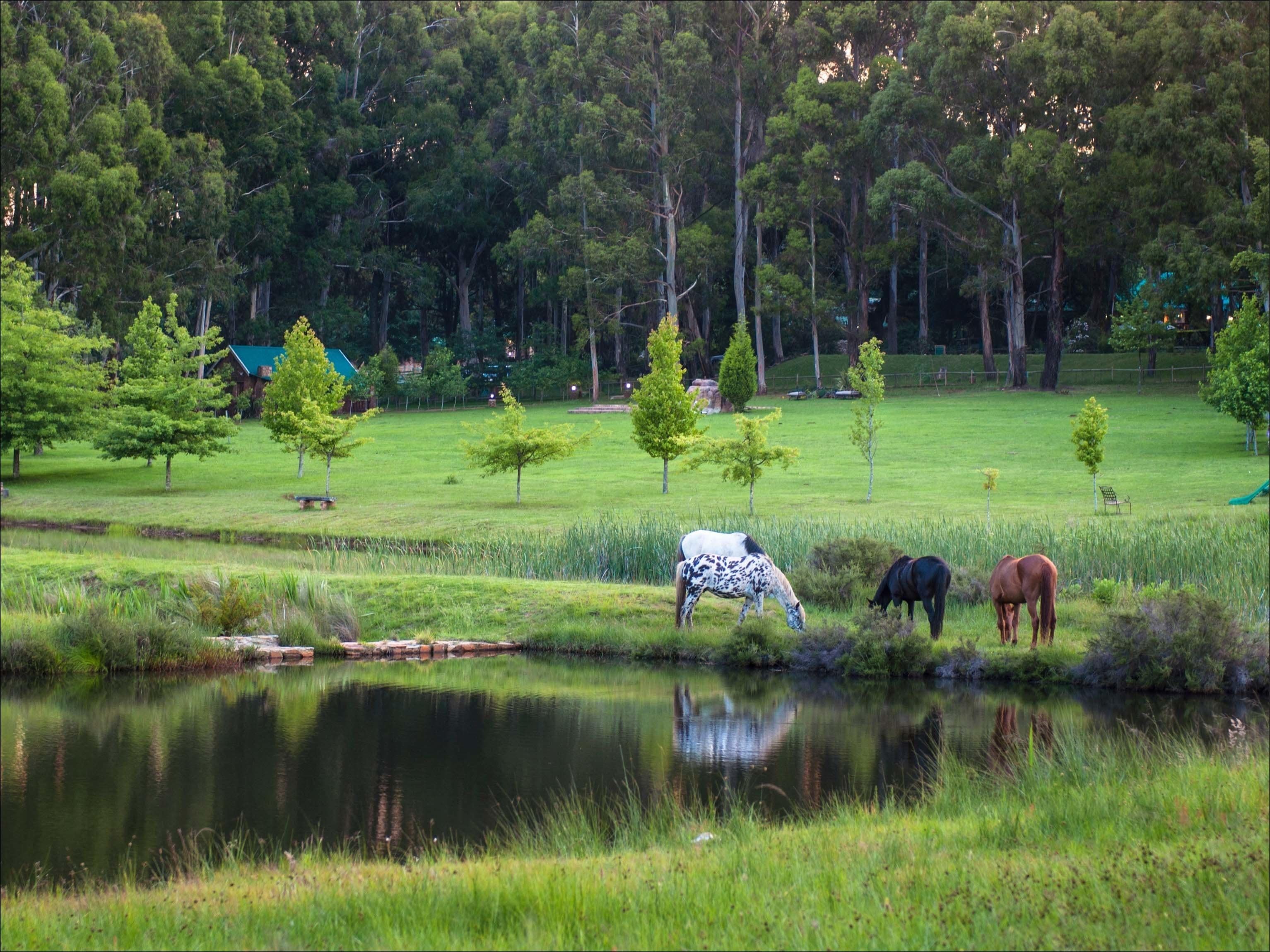 Paisagem serena com lago, cavalos pastando e floresta ao fundo.