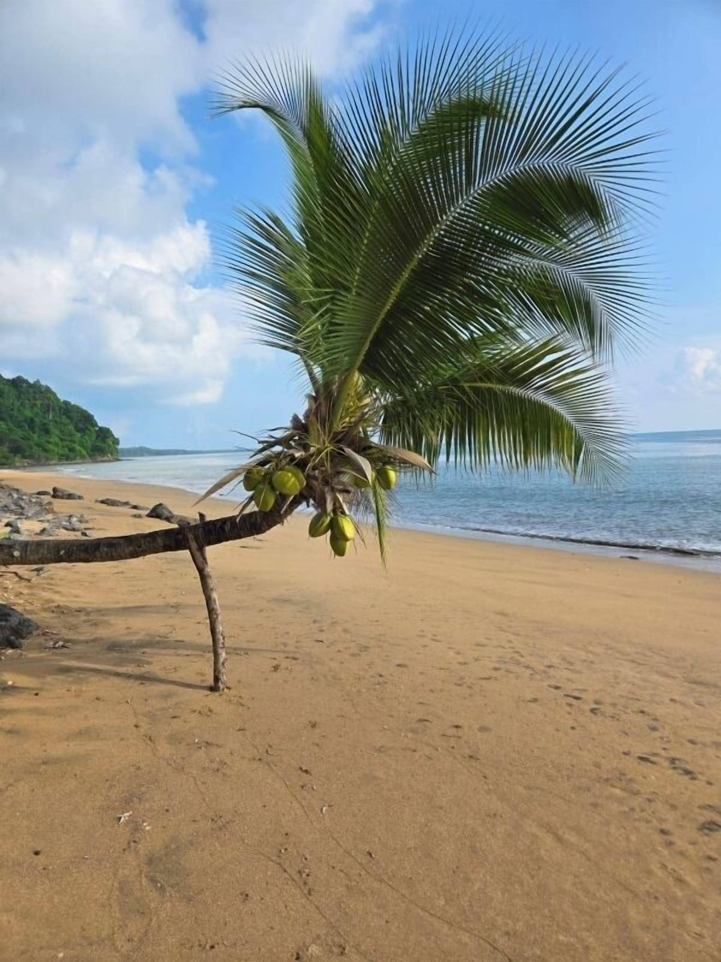 Uma palmeira com cocos numa praia de areia, com vista para o oceano e uma linha costeira distante.