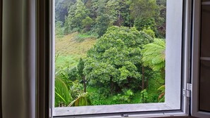 Uma janela com vista para uma floresta verdejante.