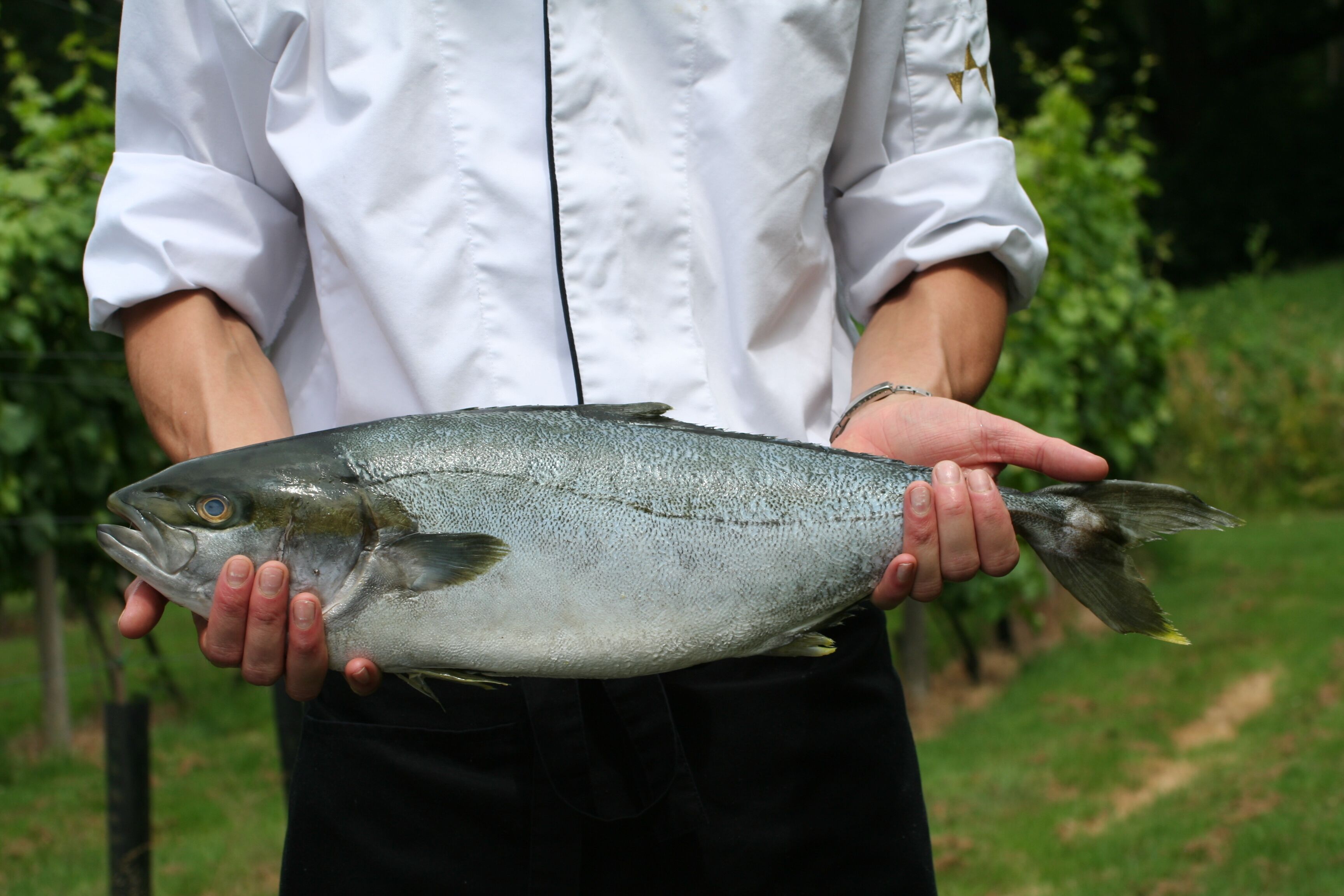 Uma pessoa segurando um peixe.
