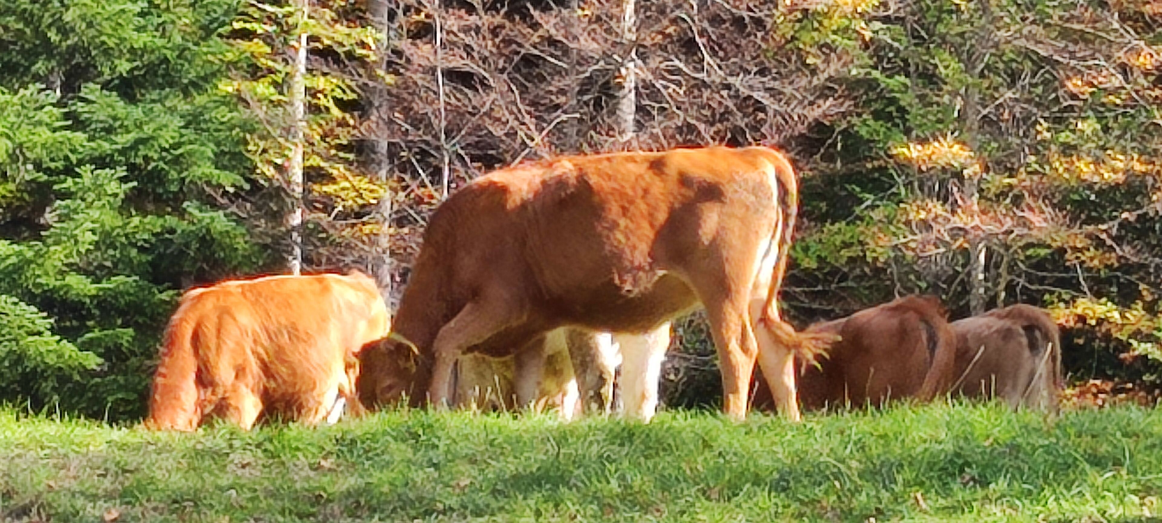 Um grupo de vacas pastando em um campo gramado, com árvores ao fundo.
