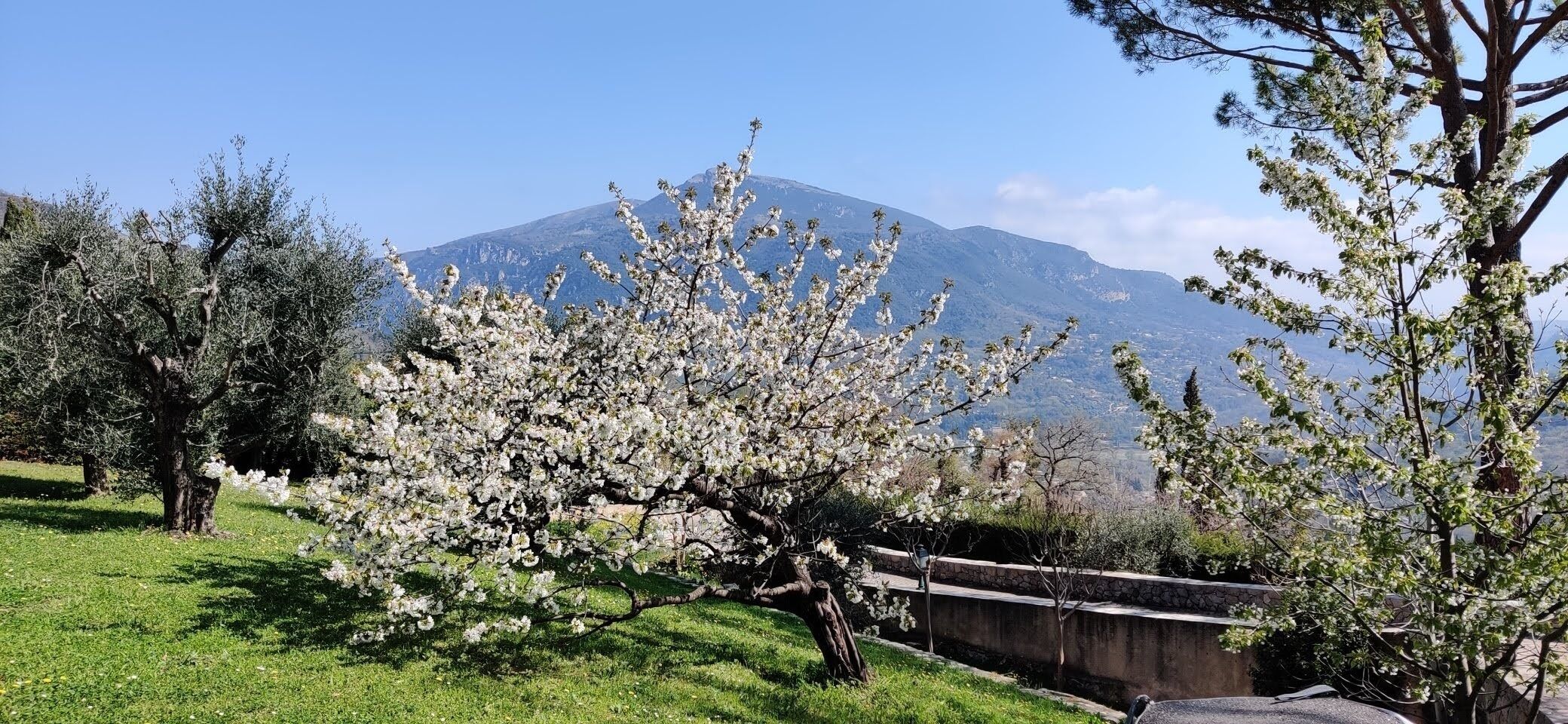 Um jardim com árvores em flor e uma montanha ao fundo.