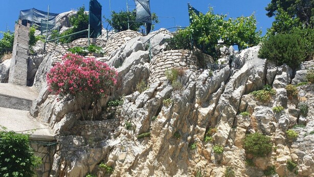 Paisagem rochosa com um muro de pedra e um arbusto de flores rosa.