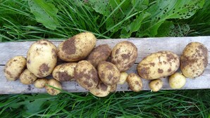 Uma superfície de madeira com várias batatas espalhadas.