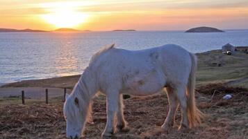 Um cavalo branco pastando perto de um corpo d'água durante o pôr do sol.