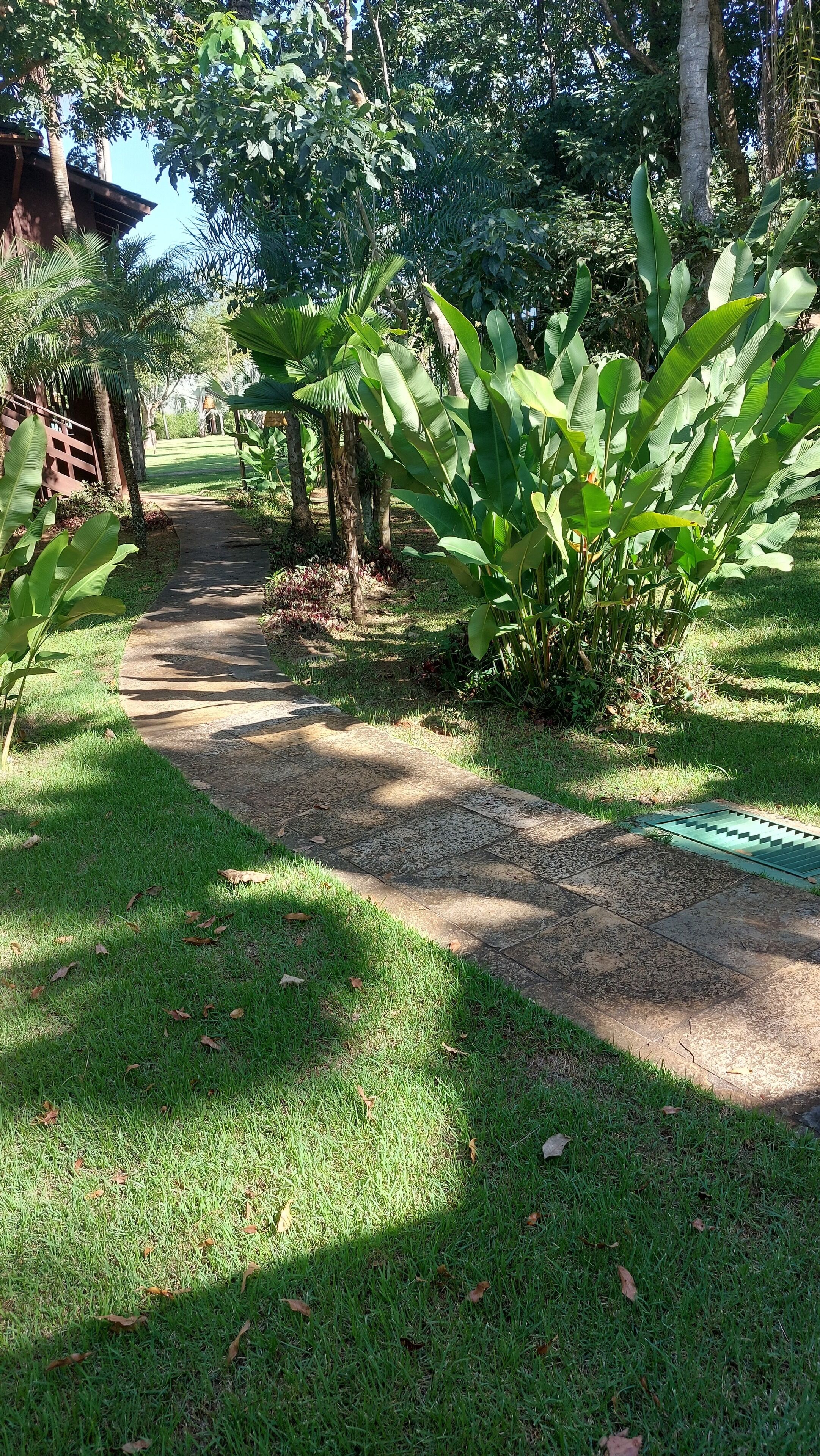 Um caminho serpenteia por um jardim com diversas plantas e árvores.