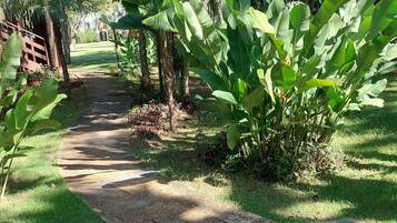 Um caminho serpenteia por um jardim com diversas plantas e árvores.