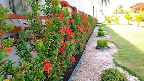 Jardim com diversas plantas e flores, incluindo flores vermelhas e arbustos verdes, ao lado de um edifício com cerca de madeira.