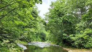 Paisagem natural com um riacho límpido cercado por folhagem verde densa.