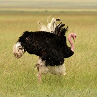 Observação de animais selvagens