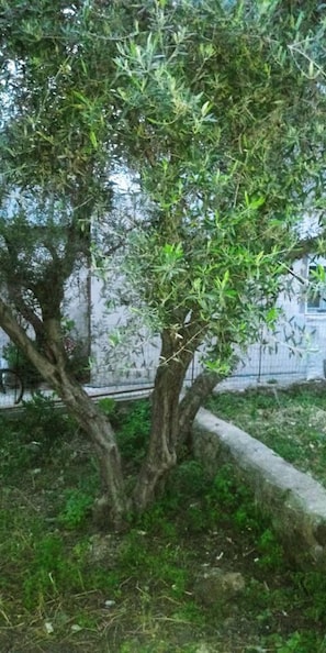 Terrenos do alojamento