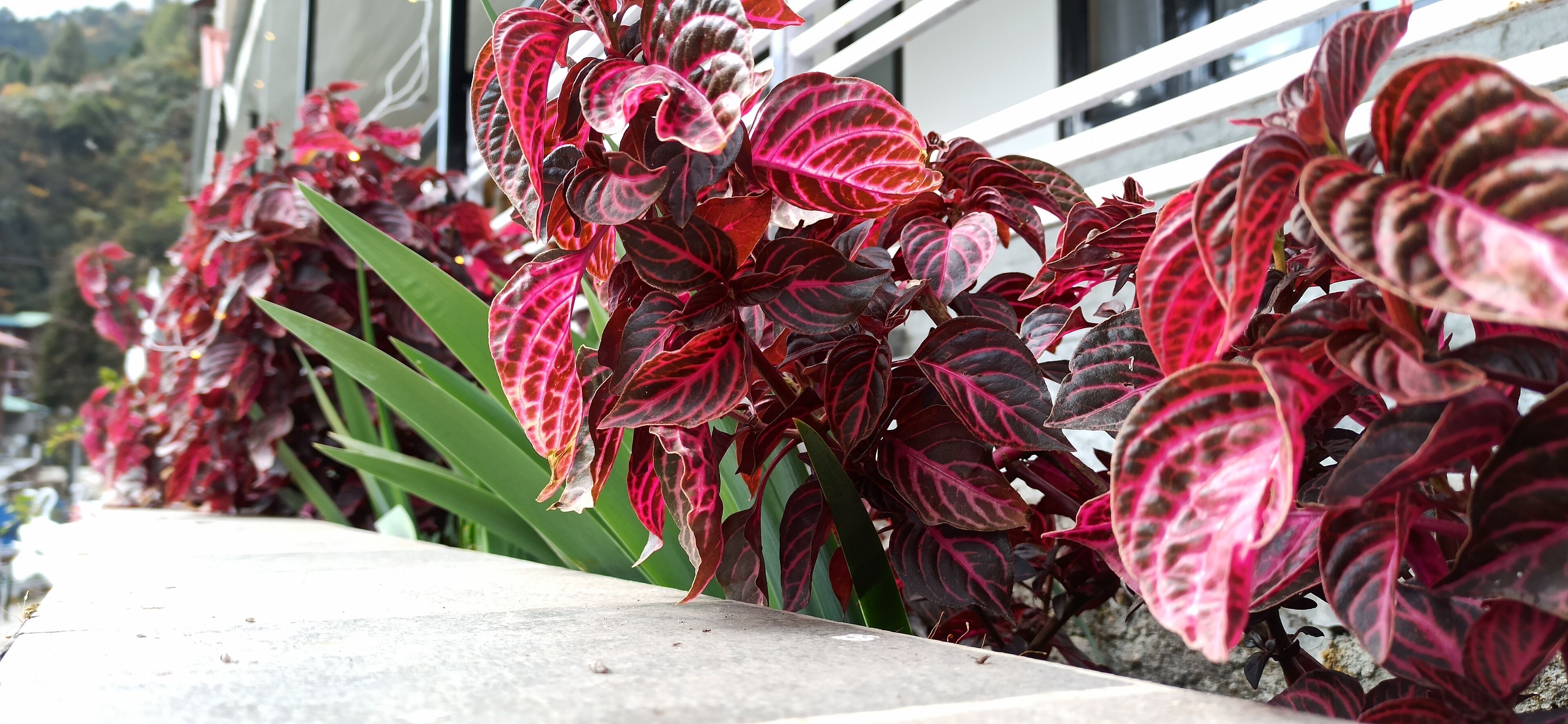 Uma fileira de plantas com folhas estampadas ao longo de uma borda de concreto.
