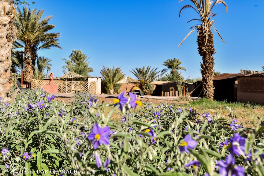 Luxury Tent In A Farm - Ouarzazate