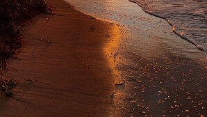 Um pôr do sol sobre uma praia com palmeiras e um píer.