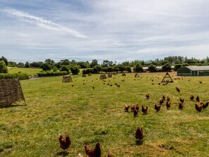 Casa de campo | Área da propriedade