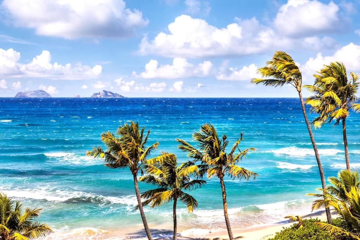 Uma praia com palmeiras e vista para o oceano.