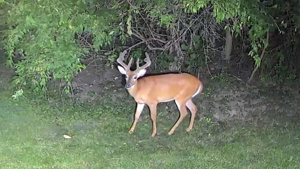 Solitude In The City! Beautiful Home, Easy Access To All Columbus! 1/2 Acre Lot! - Columbus, OH