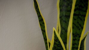 Um grande vaso amarelo com uma planta verde, dois castiçais dourados de fio e uma parede lisa.