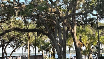 Um parque com árvores grandes, um espaço gramado e vista para a água.