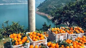 Caixas de laranjas numa encosta, com vista para um corpo de água e colinas.