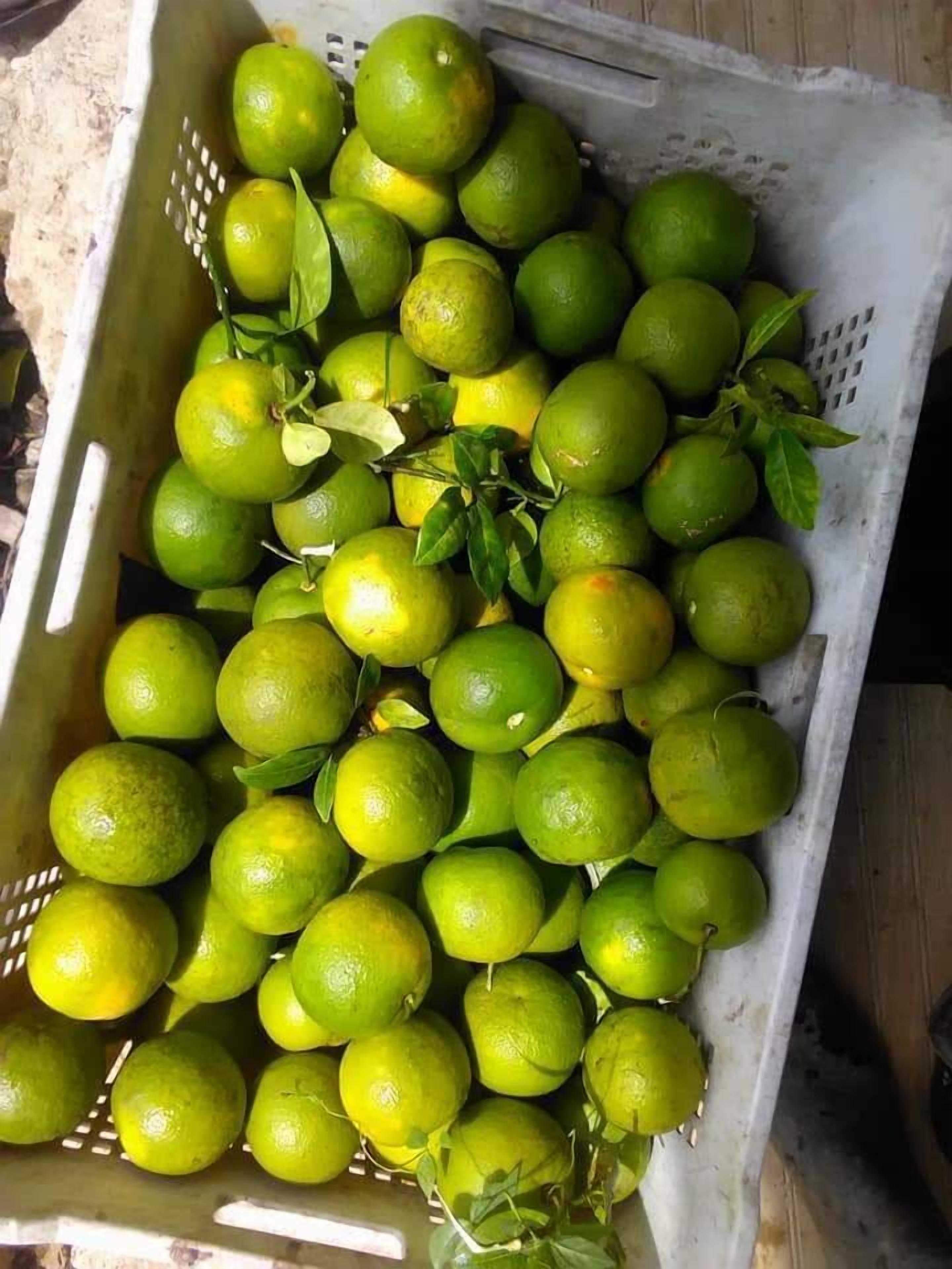 Uma caixa cheia de limões verdes.