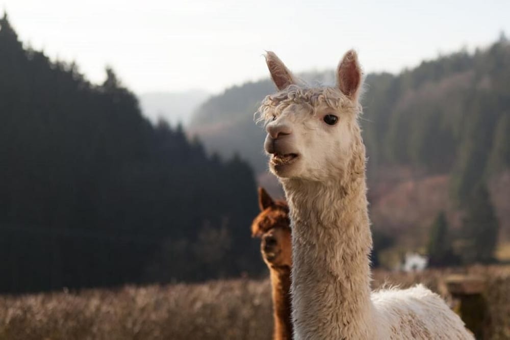 Kräuterbaude - Saxony
