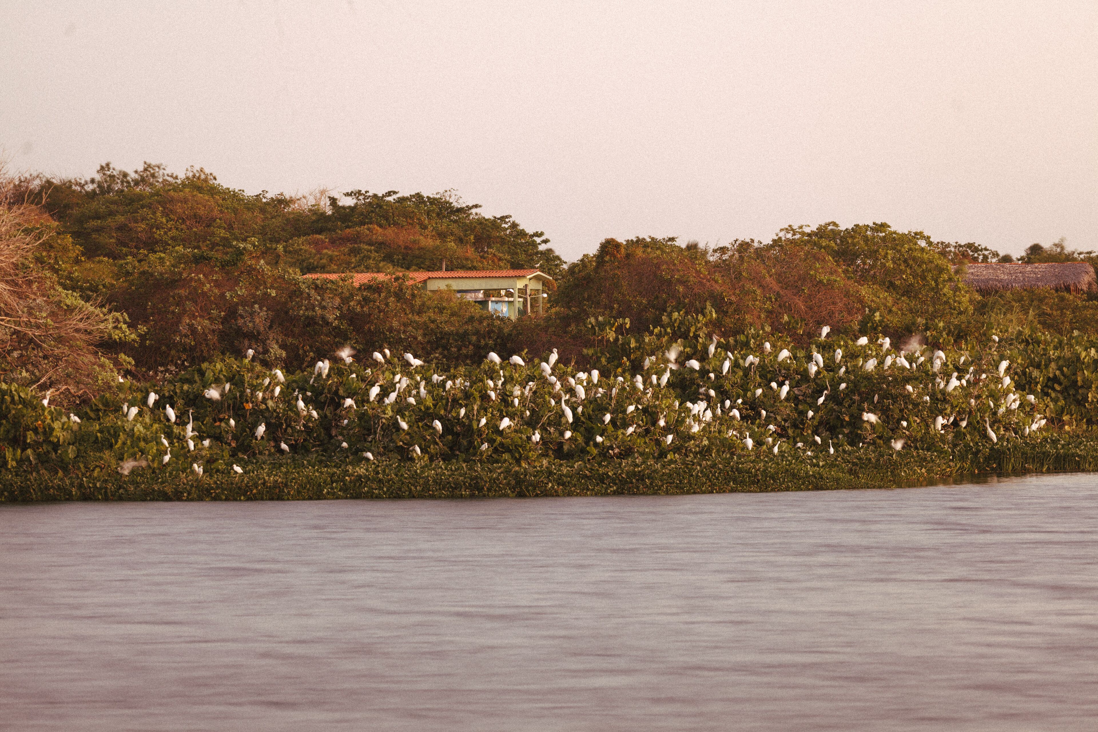 Um corpo d'água com um grupo denso de aves brancas na margem, um edifício com telhado vermelho e vegetação ao redor.