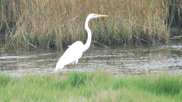 Birds I View | Pet Friendly + Pool Access - Bayside, TX