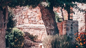 Uma trilha de pedra serpenteia por um jardim com árvores e plantas floridas.