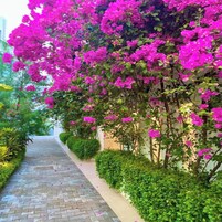 Vista para o jardim
