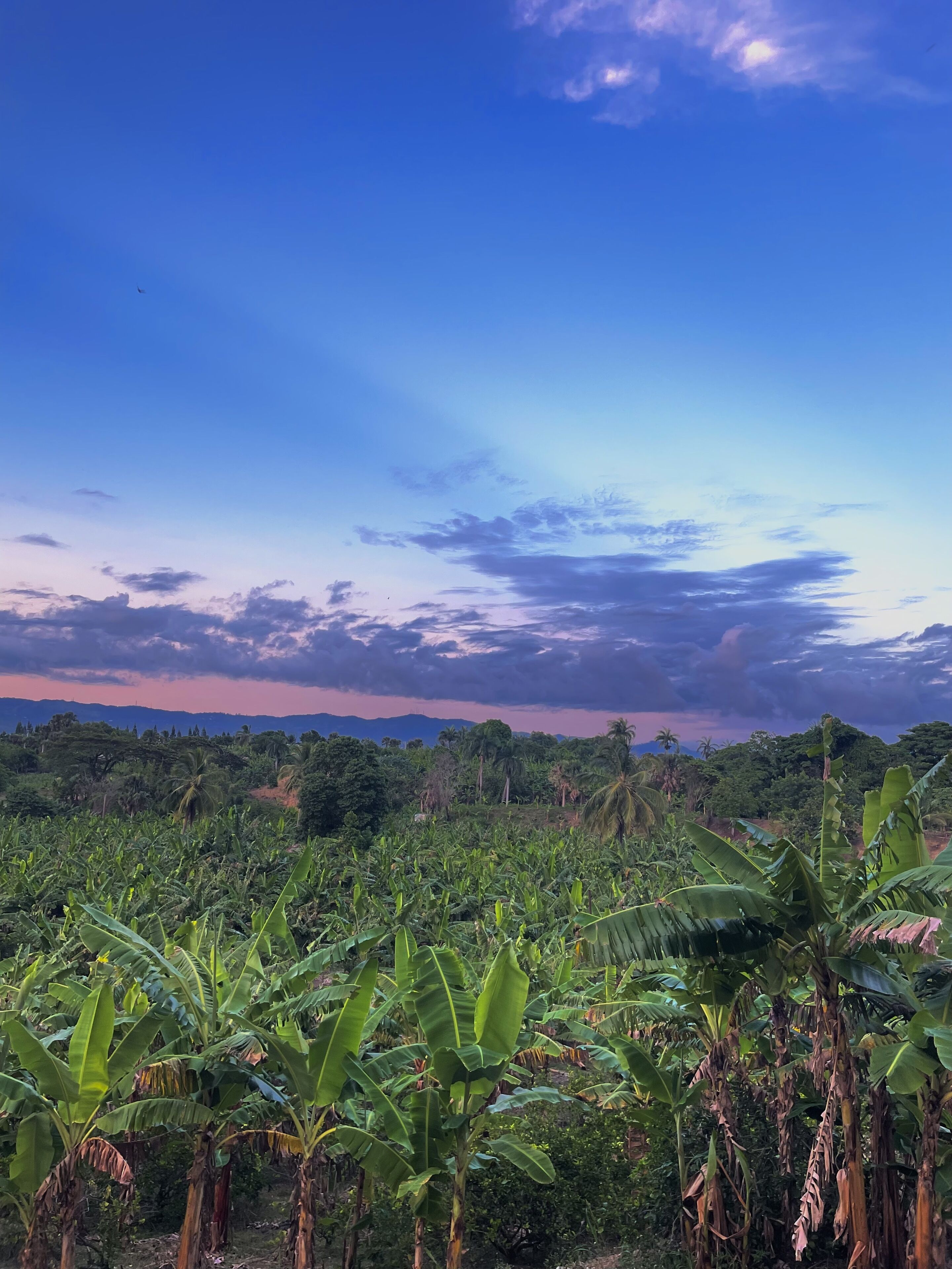 Paisagem exuberante com bananeiras e céu claro.