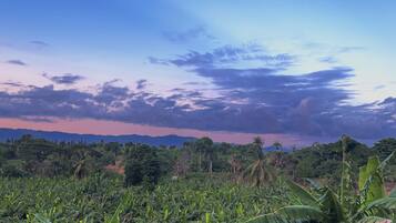 Paisagem exuberante com bananeiras e céu claro.