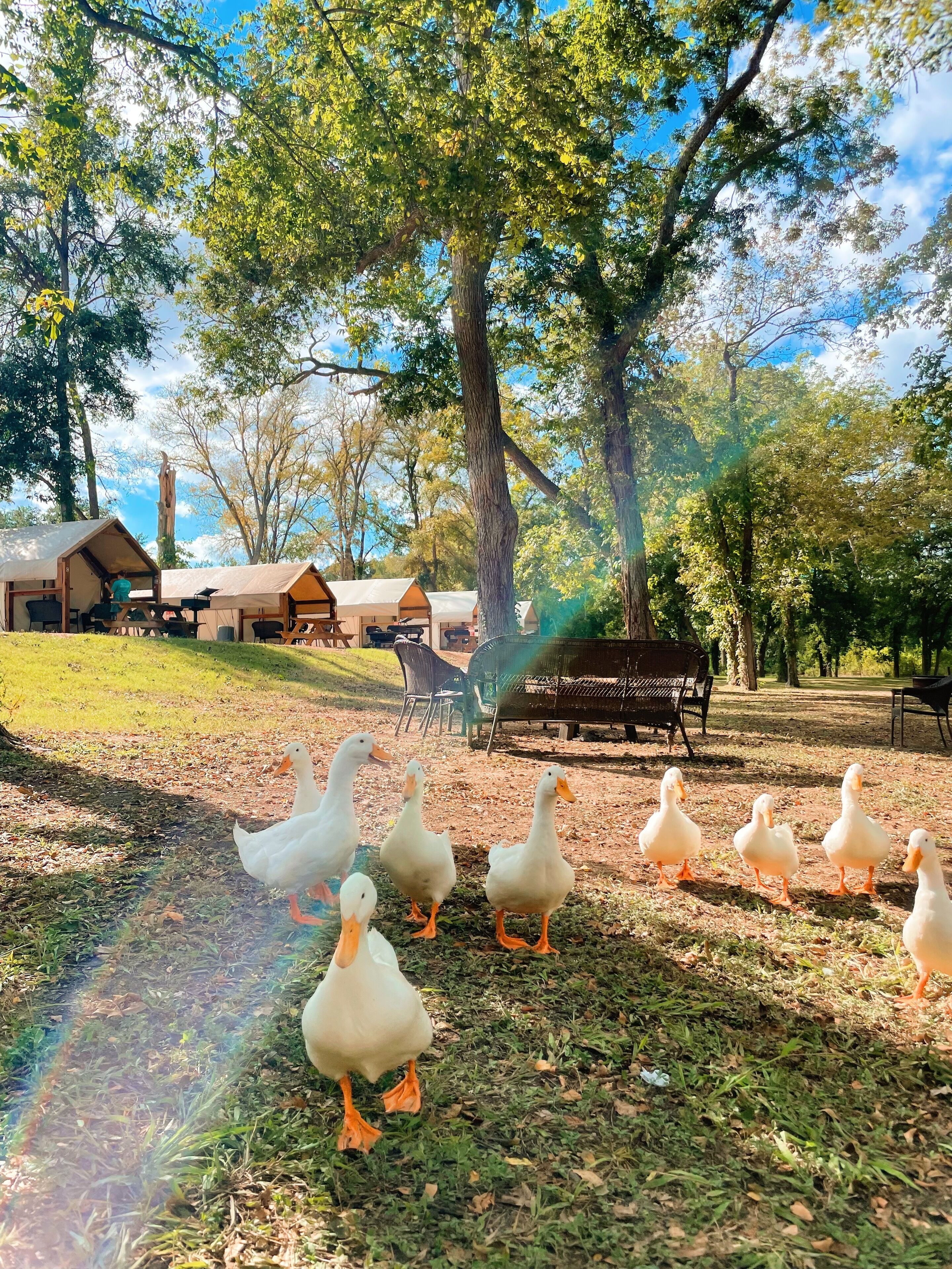 Son's River Ranch Glamping Cabin 11 (Kingsbury, United States of ...