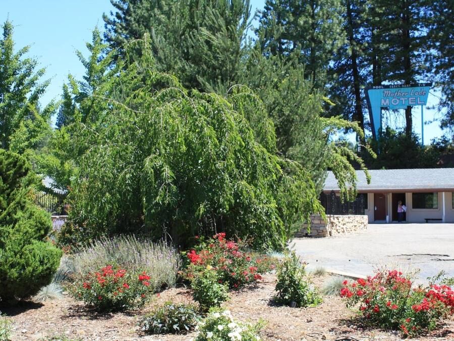 Motel Mother Lode com estacionamento, rodeado por vegetação densa e plantas floridas.