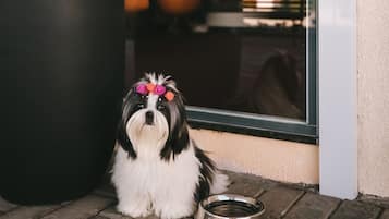 Aceita animais de estimação