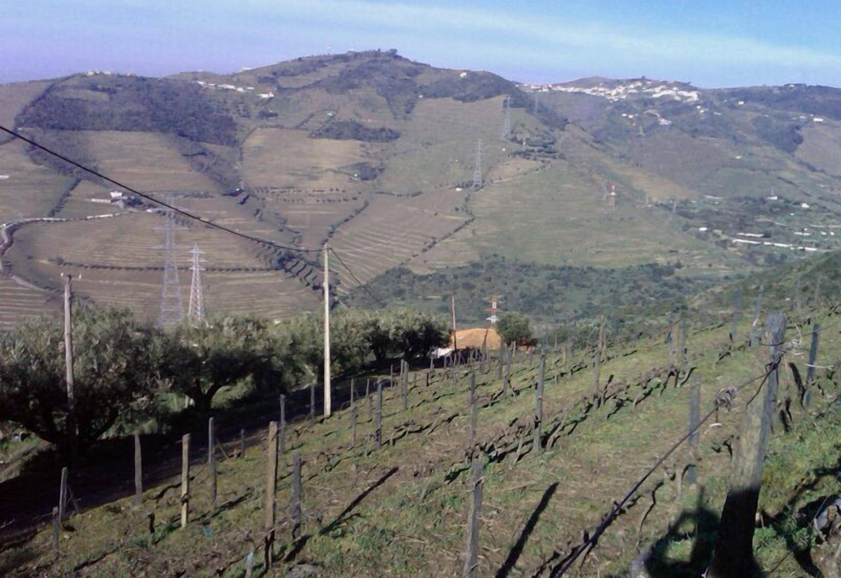 Vinhedo com fileiras de videiras e um pequeno edifício, cercado por terreno montanhoso e linhas de energia.