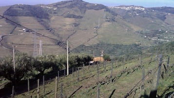 Vinhedo com fileiras de videiras e um pequeno edifício, cercado por terreno montanhoso e linhas de energia.