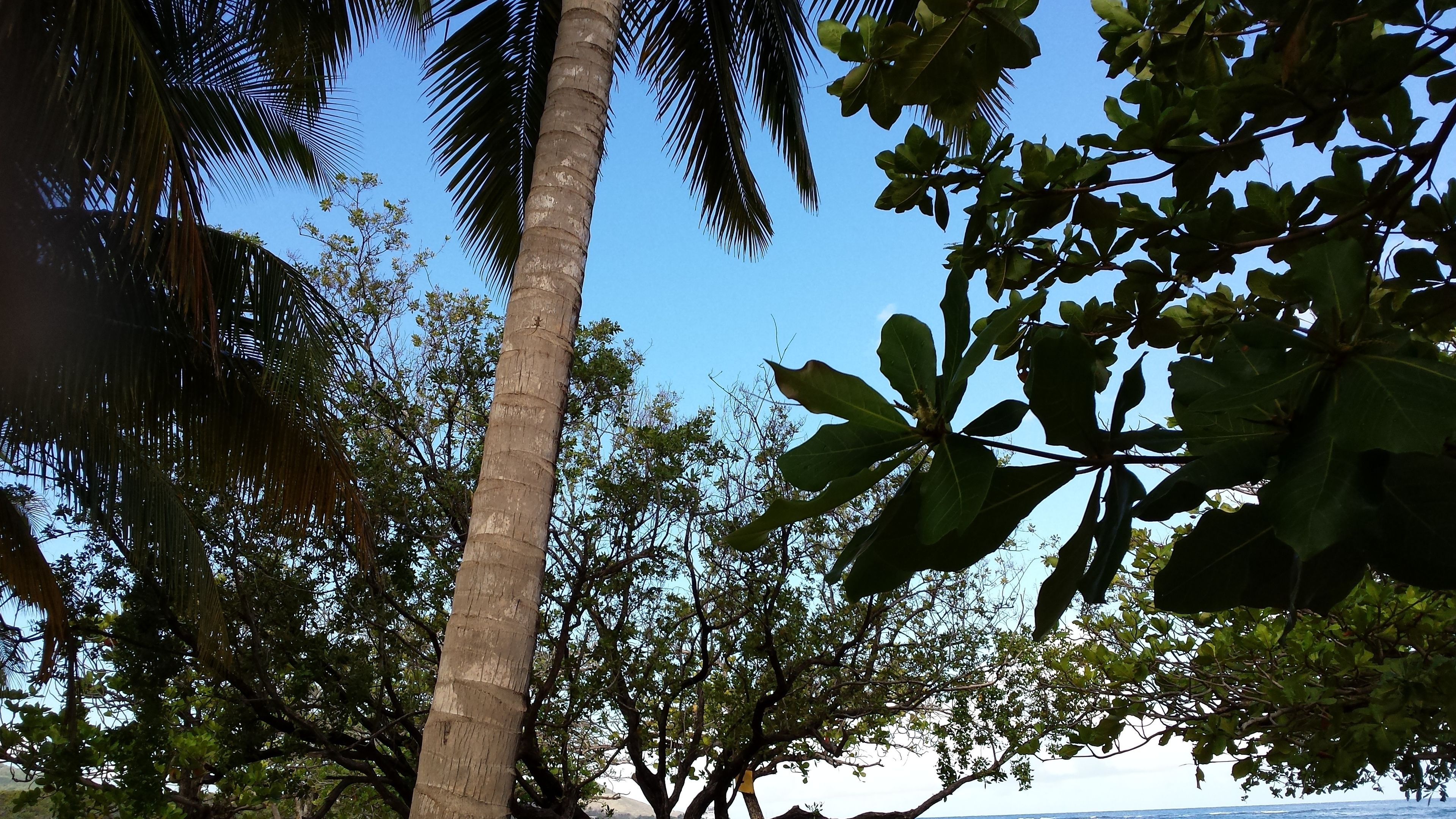 Vista de uma praia com palmeiras e céu claro.