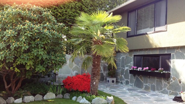 Uma trilha de pedra leva a uma casa moderna, com um muro de pedra, uma palmeira e diversos arbustos e flores.