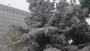 Uma árvore coberta de neve em frente a um edifício com cerca.