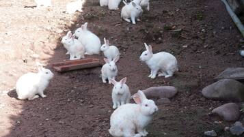 Um grupo de coelhos brancos numa trilha de terra com pedras e uma estrutura de madeira.