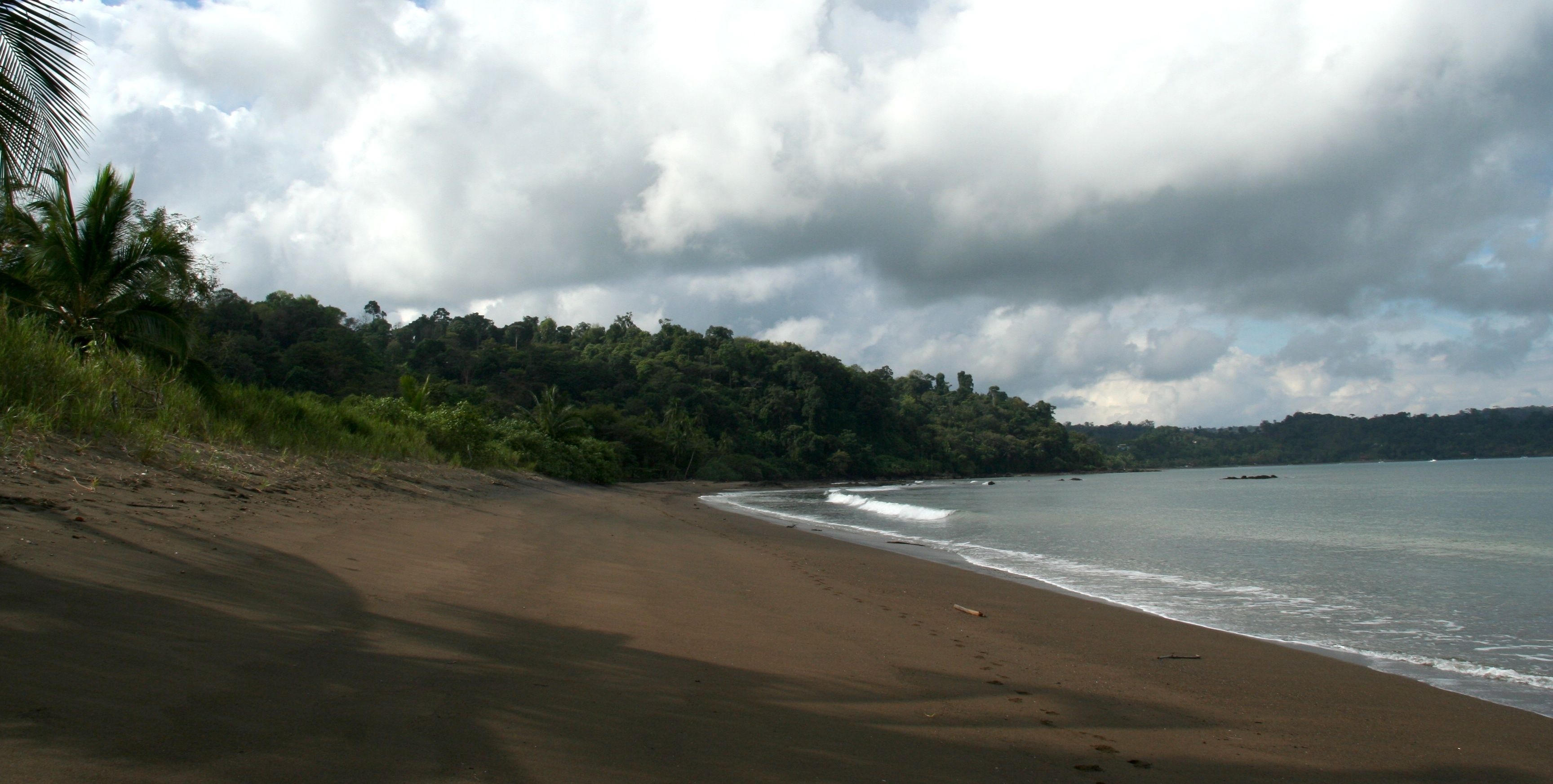 Uma praia com costa arenosa, uma palmeira e uma colina arborizada ao fundo.