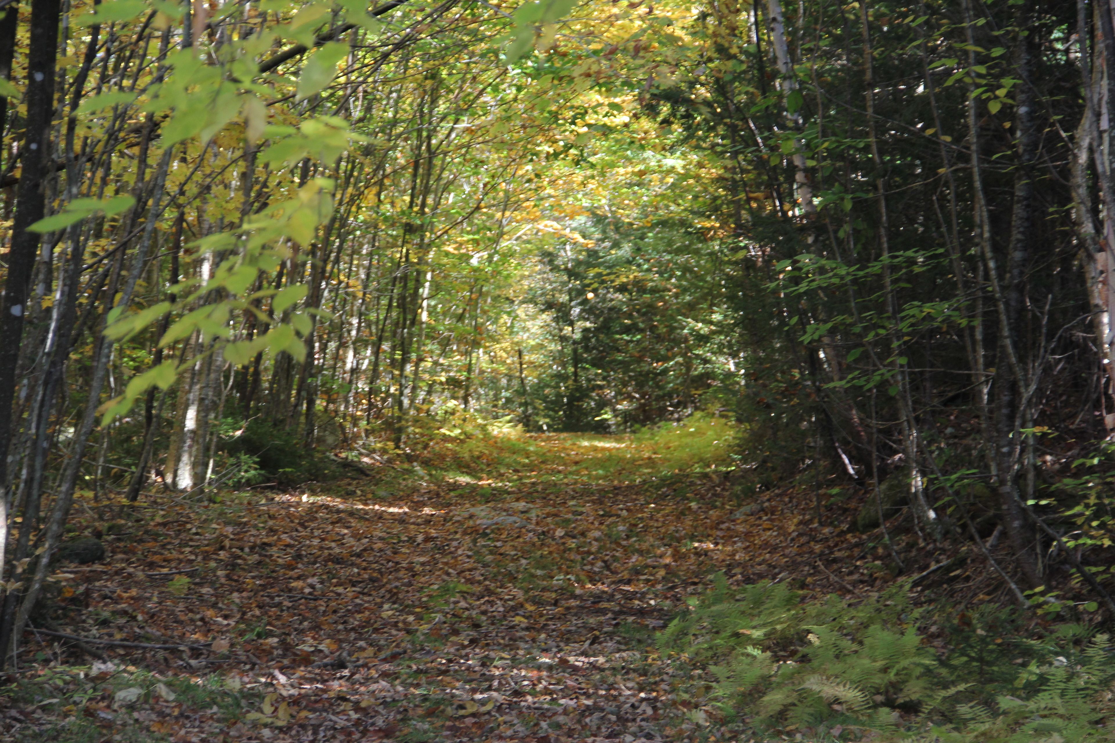 Uma trilha na floresta com árvores densas e folhas caídas.