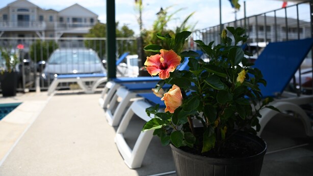 Uma área à beira da piscina com espreguiçadeiras e uma planta de hibisco.