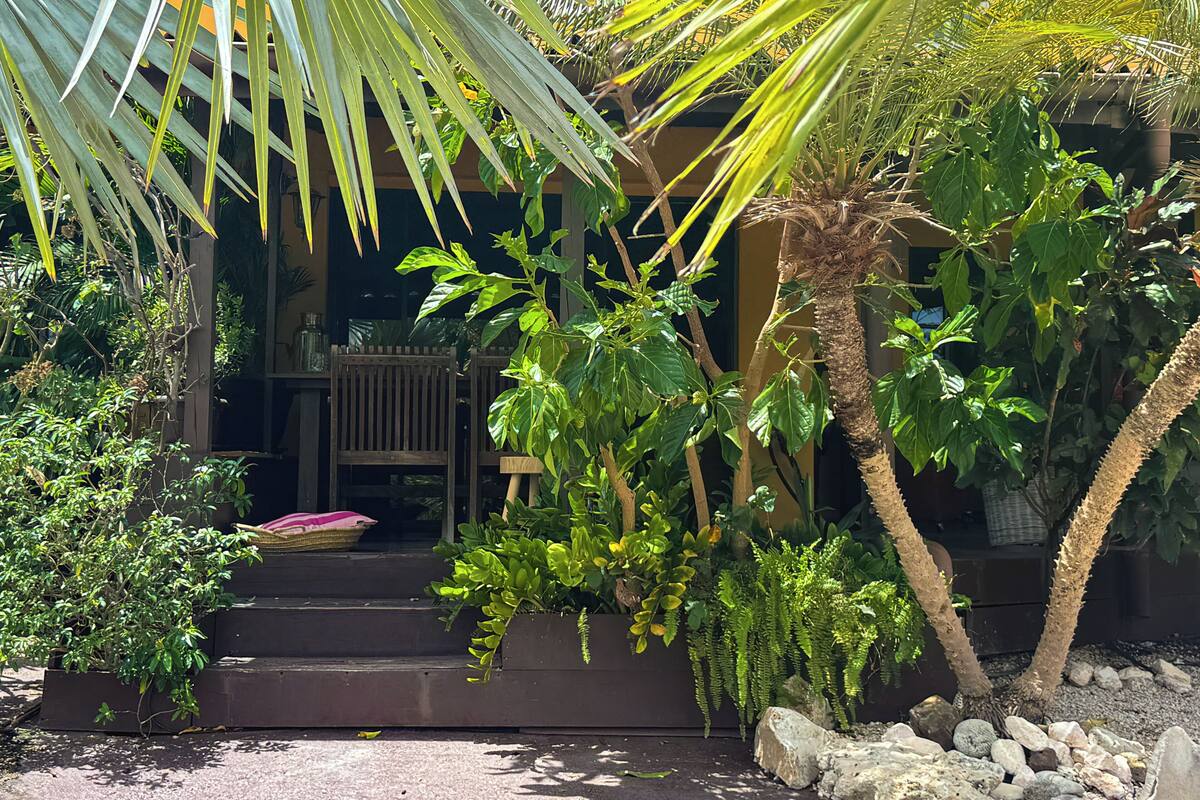 Um jardim tropical com diversas plantas, incluindo palmeiras e samambaias, que leva a uma porta de madeira.